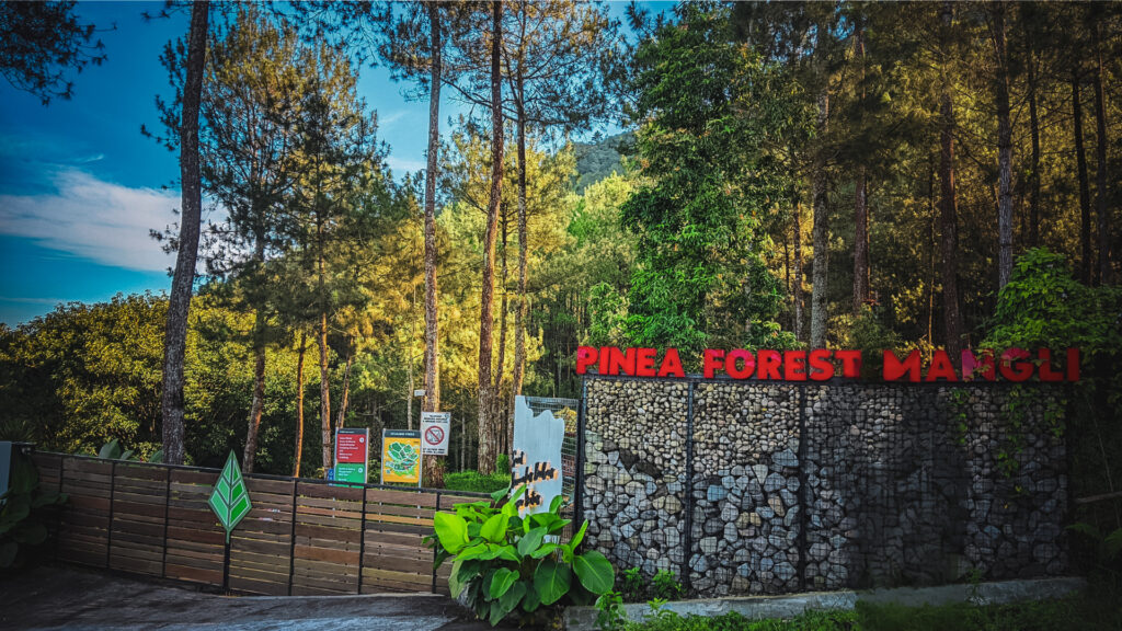 Wisata Mangli Pinea Forest Mangli, Ngablak – Magelang - Vertical ...